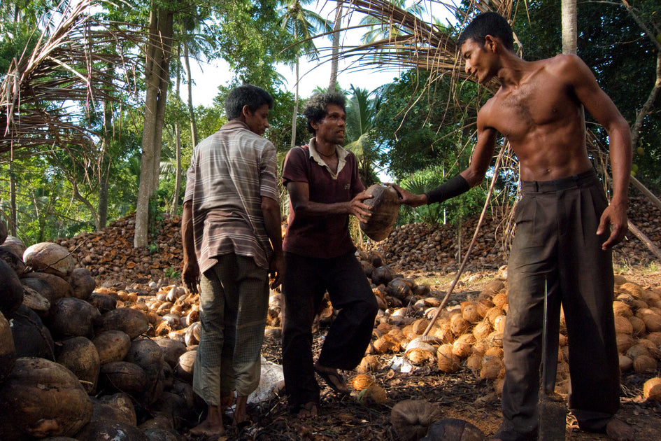 Resilience & Regeneration at Serendipol | Dr. Bronner's Australia